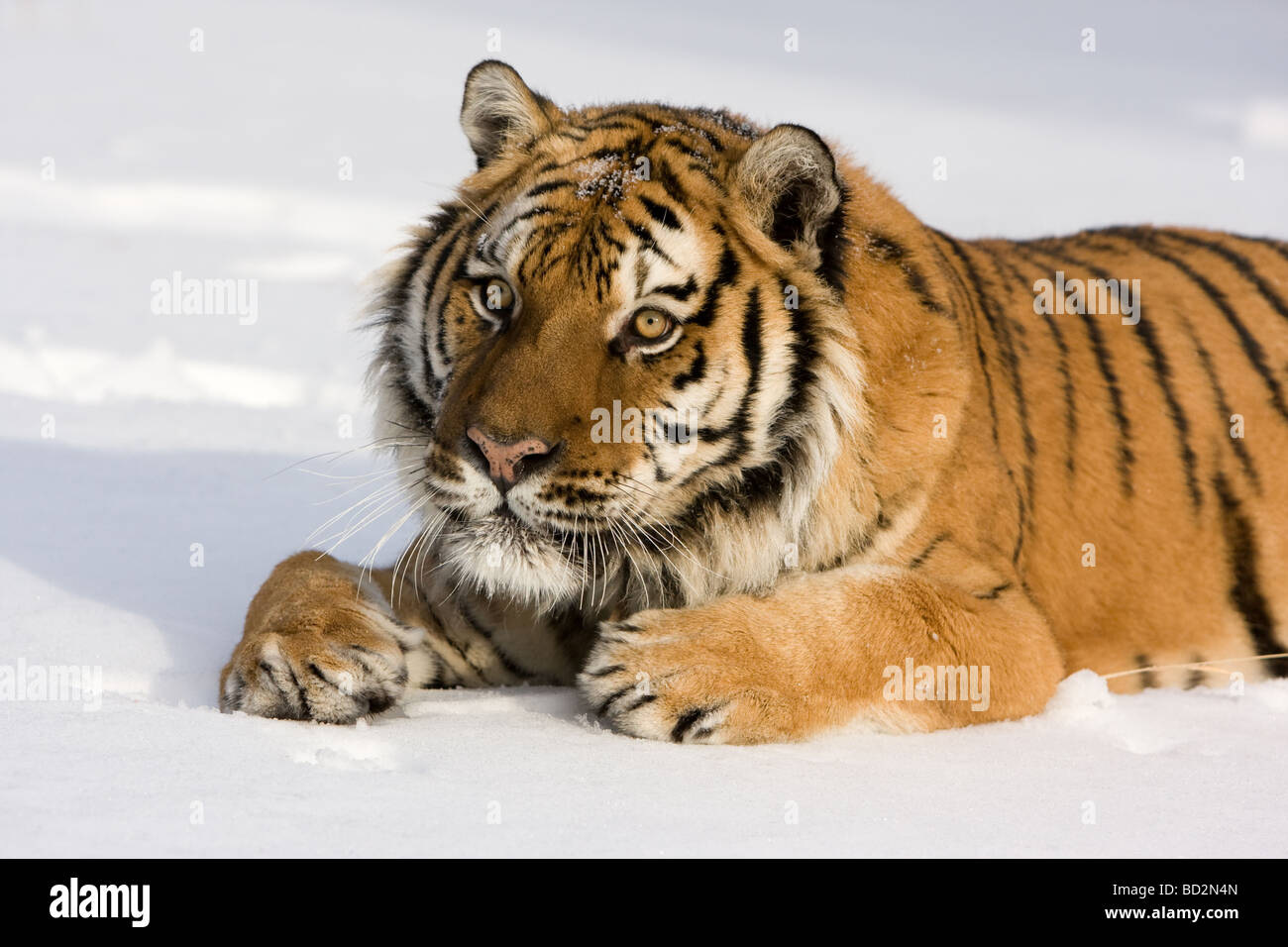 Tiger in snow Stock Photo - Alamy