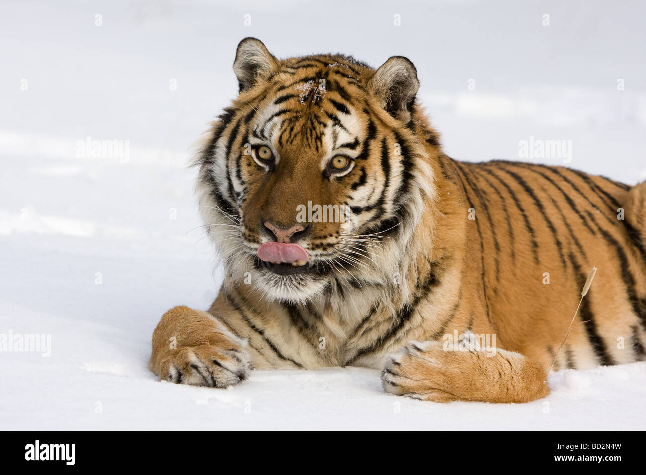 Tiger in snow Stock Photo - Alamy