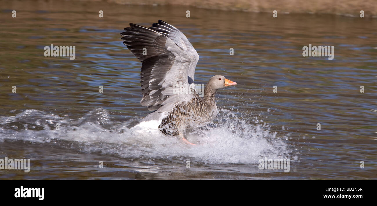 Greylag goose landing in hi-res stock photography and images - Alamy