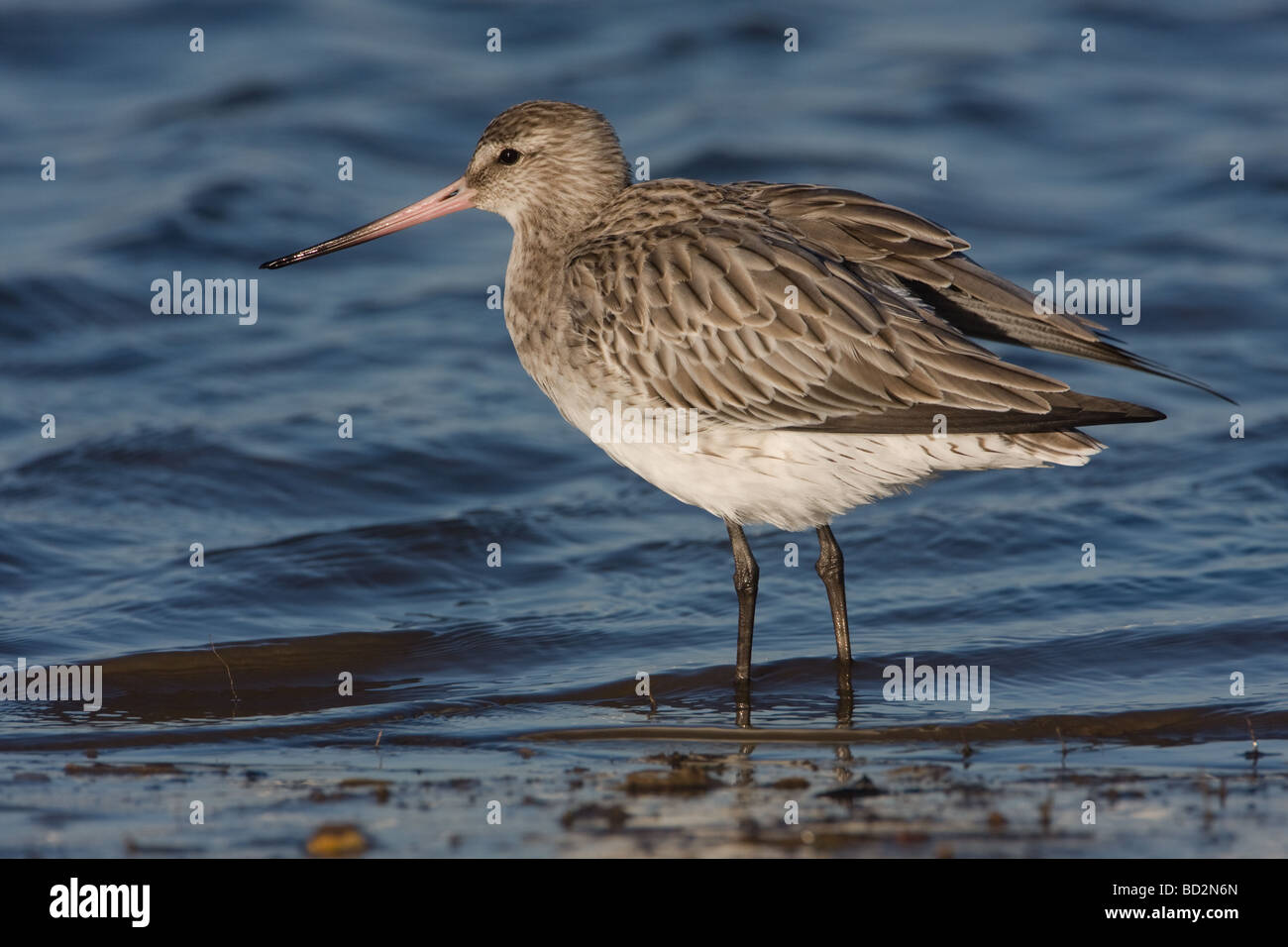 Bar Tailed Godwit, Limosa lapponica, Norfolk UK Stock Photo - Alamy