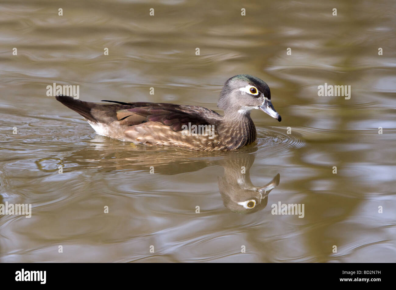 Female Carolina Wood Duck, Aix sponsa Stock Photo - Alamy