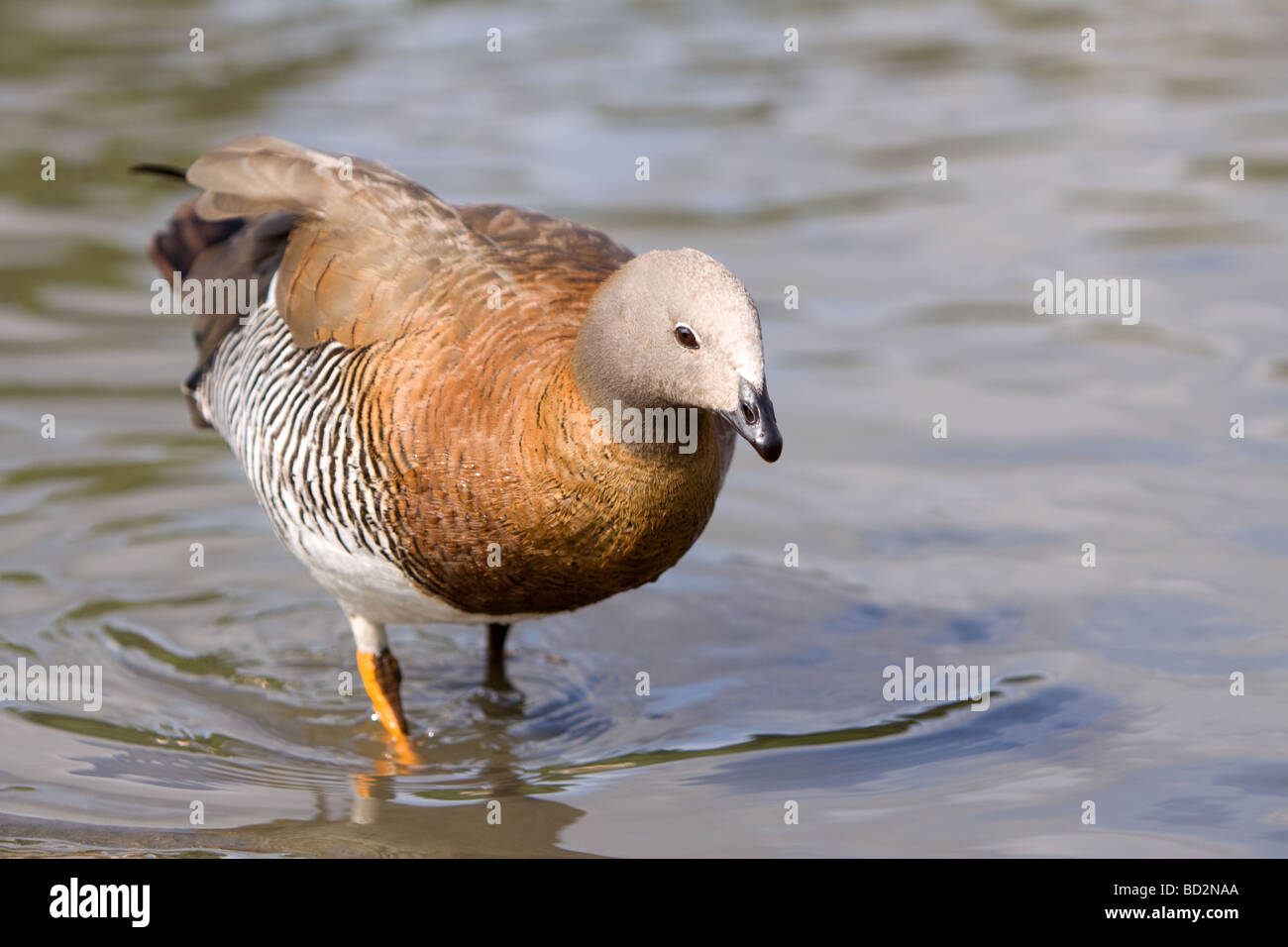 Ashy-headed Goose, Chloephaga poliocephala Stock Photo - Alamy