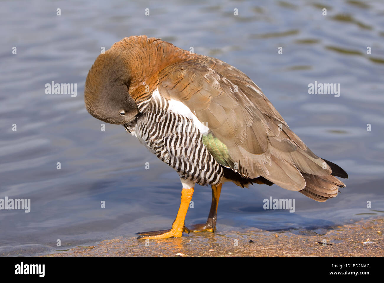Ashy-headed Goose, Chloephaga poliocephala Stock Photo - Alamy