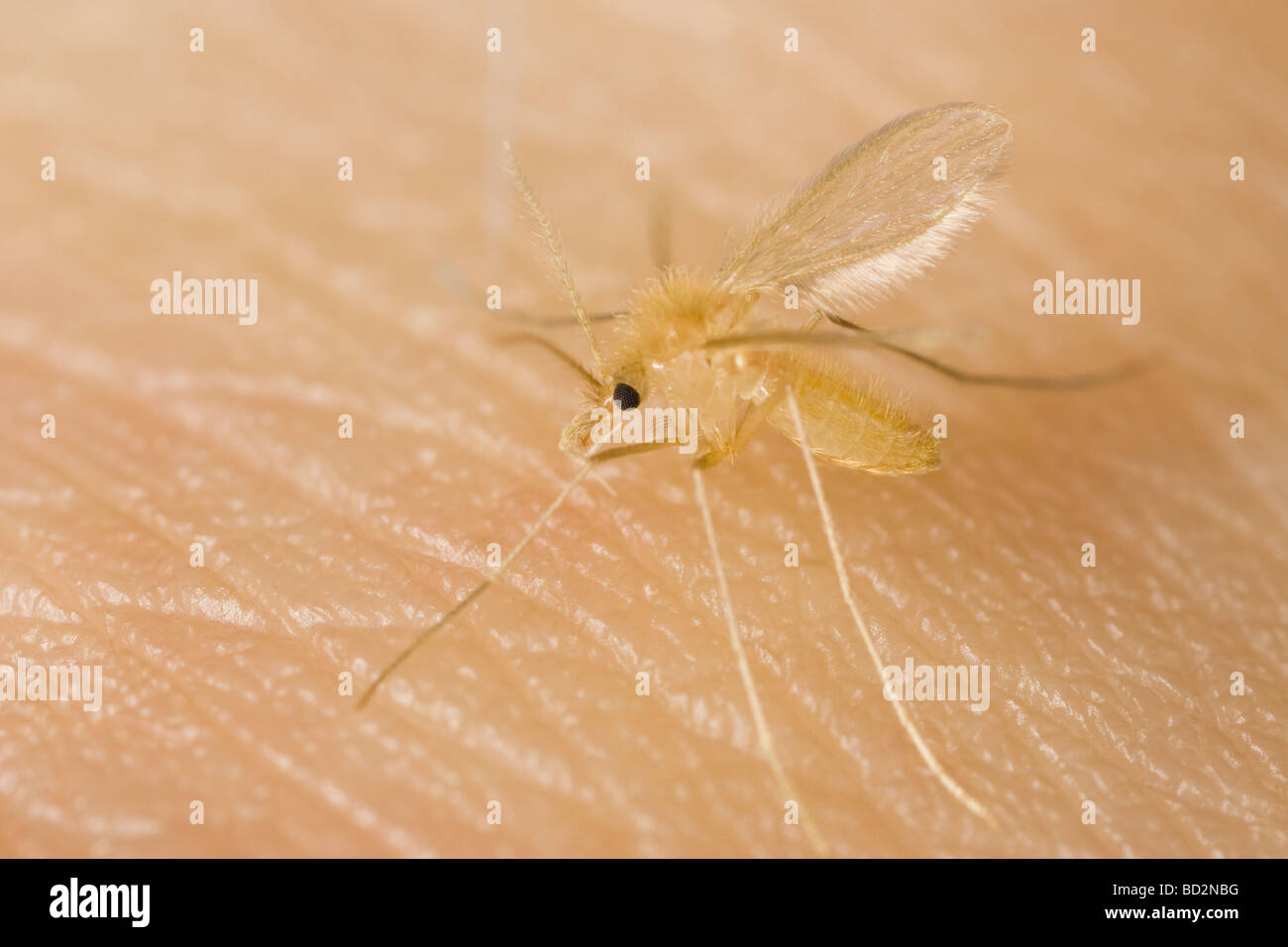 female Phlebotomine sand fly (Phlebotomus sergenti) biting a human arm ...