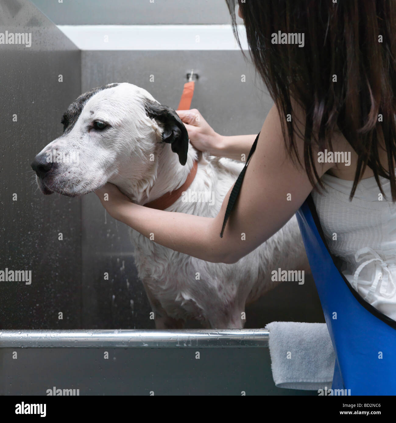 Bathing and grooming by animals hi-res stock photography and images - Alamy
