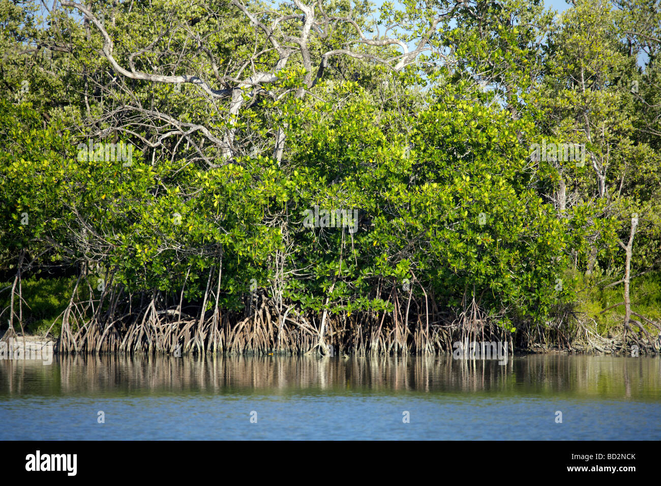 Mangrove swamp on Holbox Island, Quintana Roo, Yucatán Peninsula ...