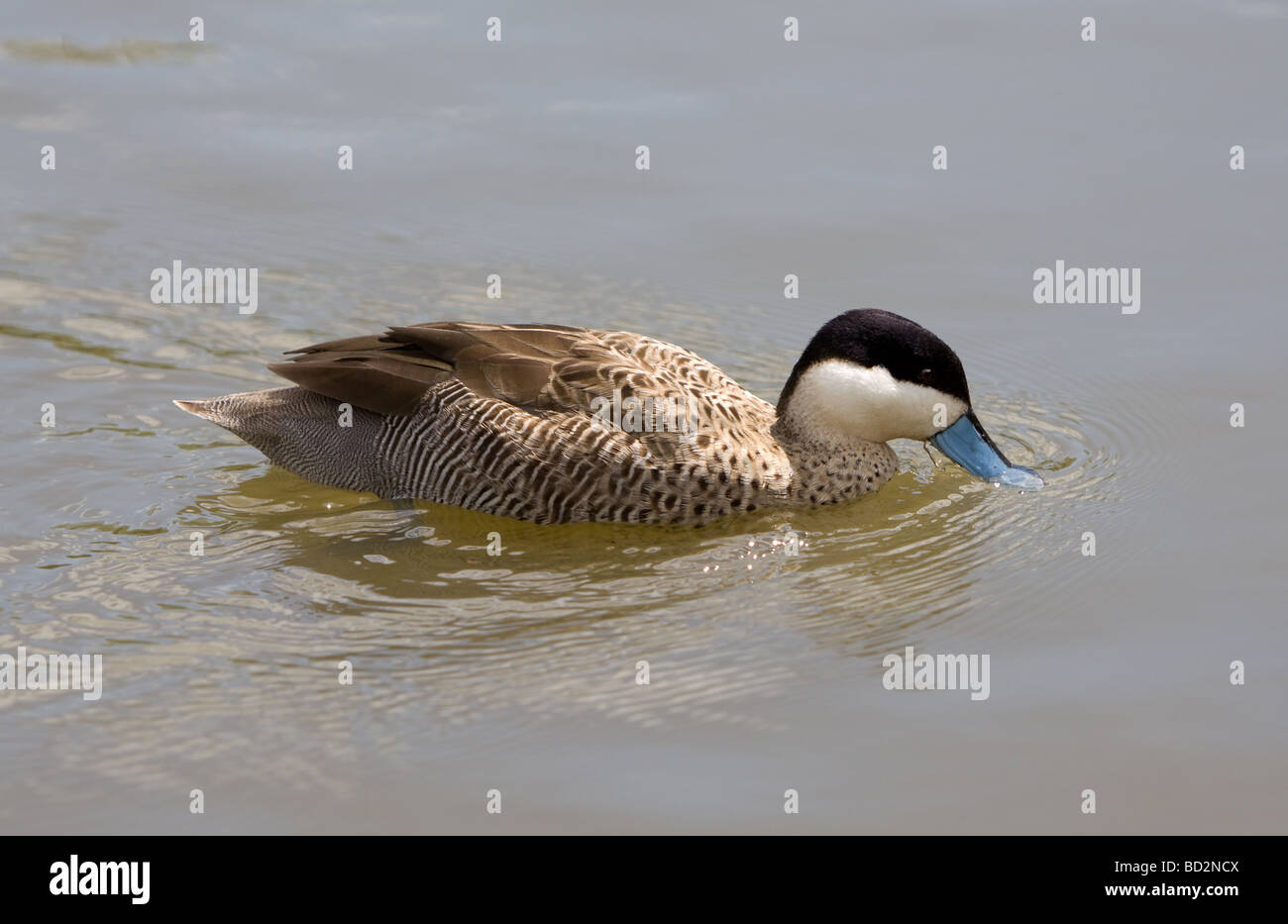 Puna Teal, Anas versicolor puna Stock Photo - Alamy