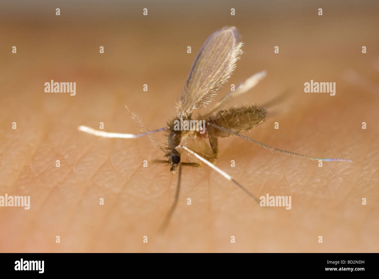 Phlebotomus hi-res stock photography and images - Alamy