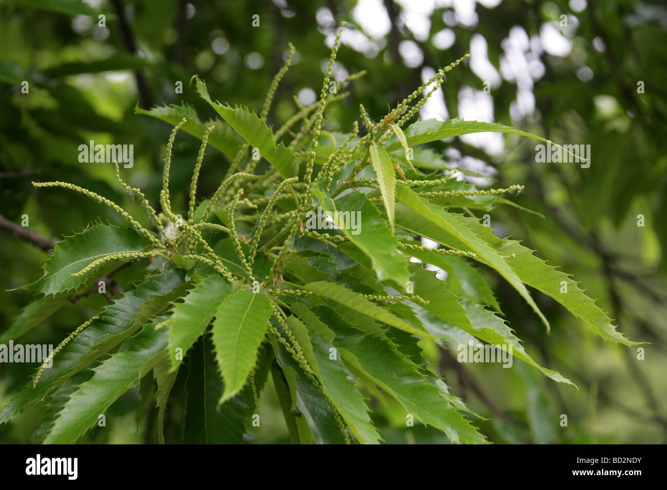 Sweet chestnut tree flowers hi-res stock photography and images - Alamy