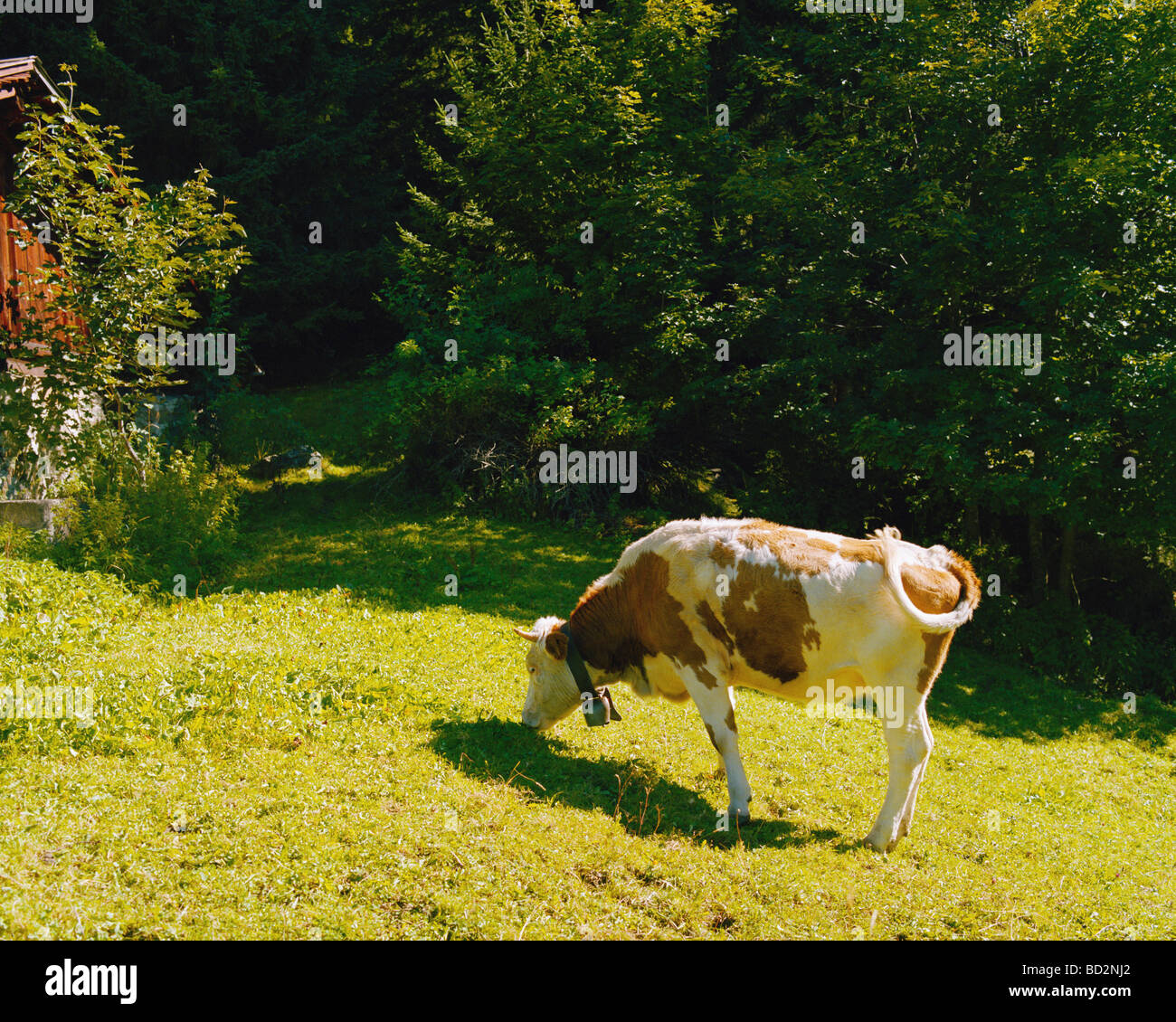 Alpine dairy cow Switzerland Stock Photo - Alamy