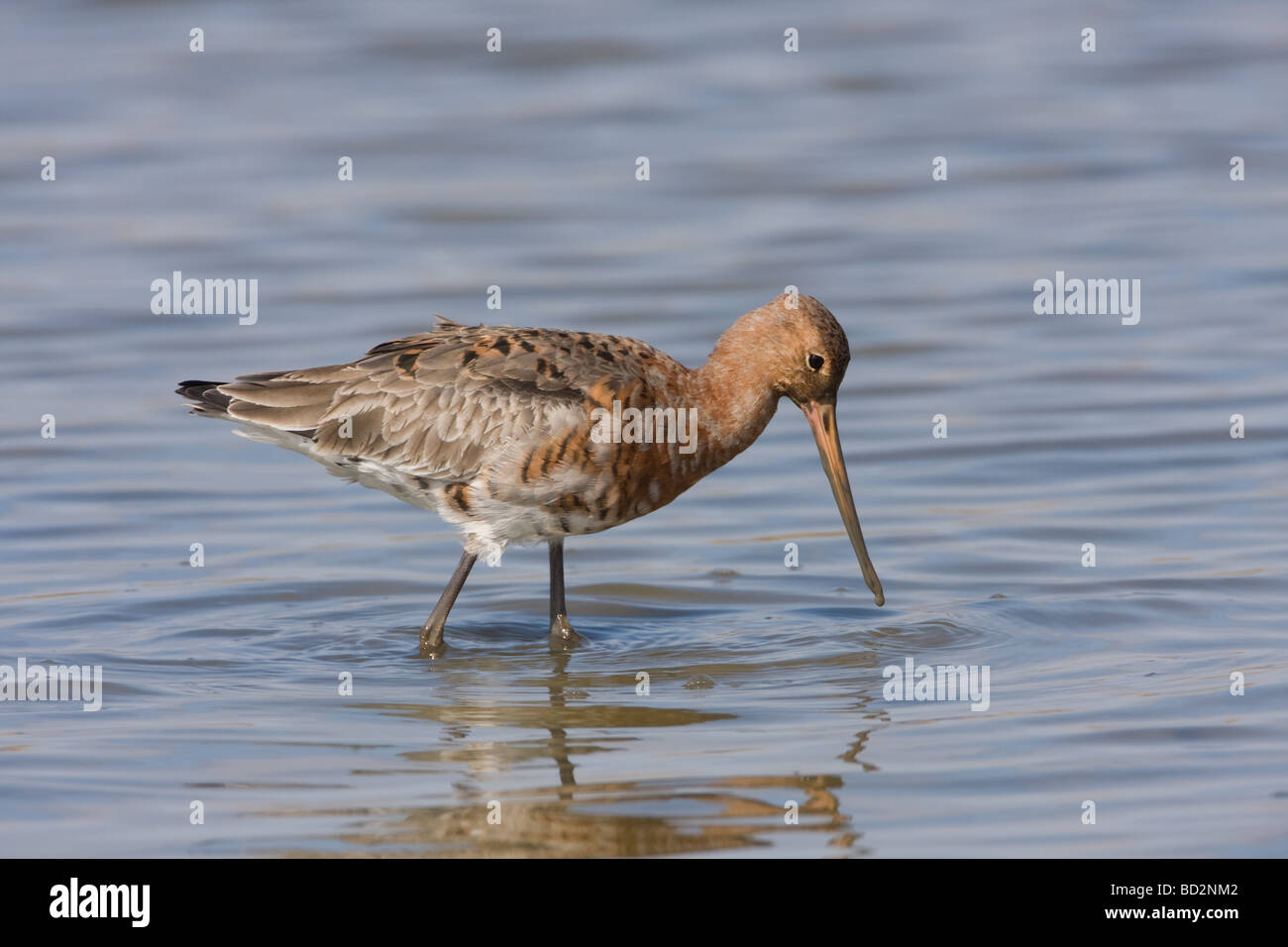 Black Tailed Godwit, Limosa limosa, Norfolk, UK Stock Photo - Alamy