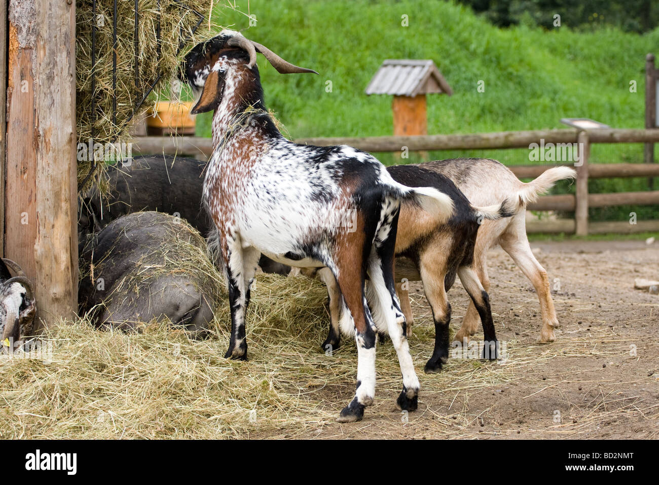 the goats on a farm Stock Photo - Alamy