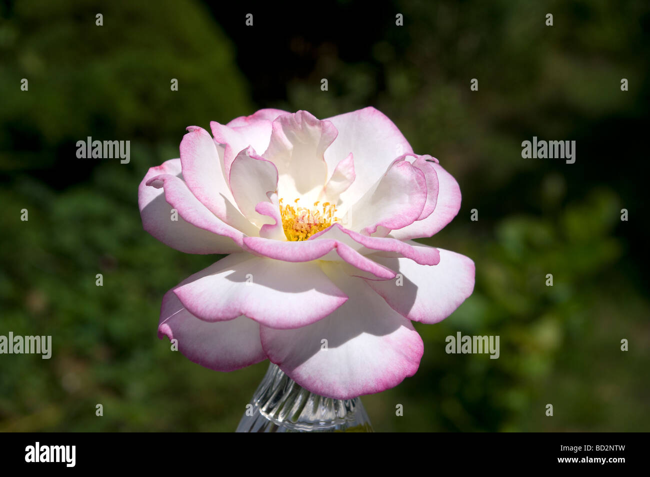 Handel climbing rose hi-res stock photography and images - Alamy