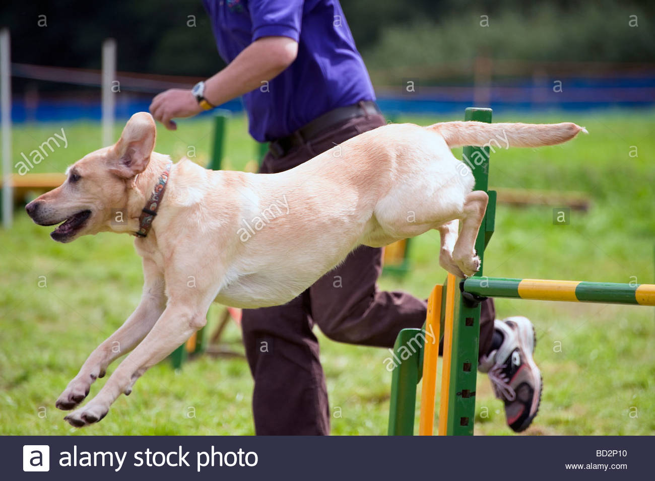 Dog Agility Stock Photos & Dog Agility Stock Images - Alamy