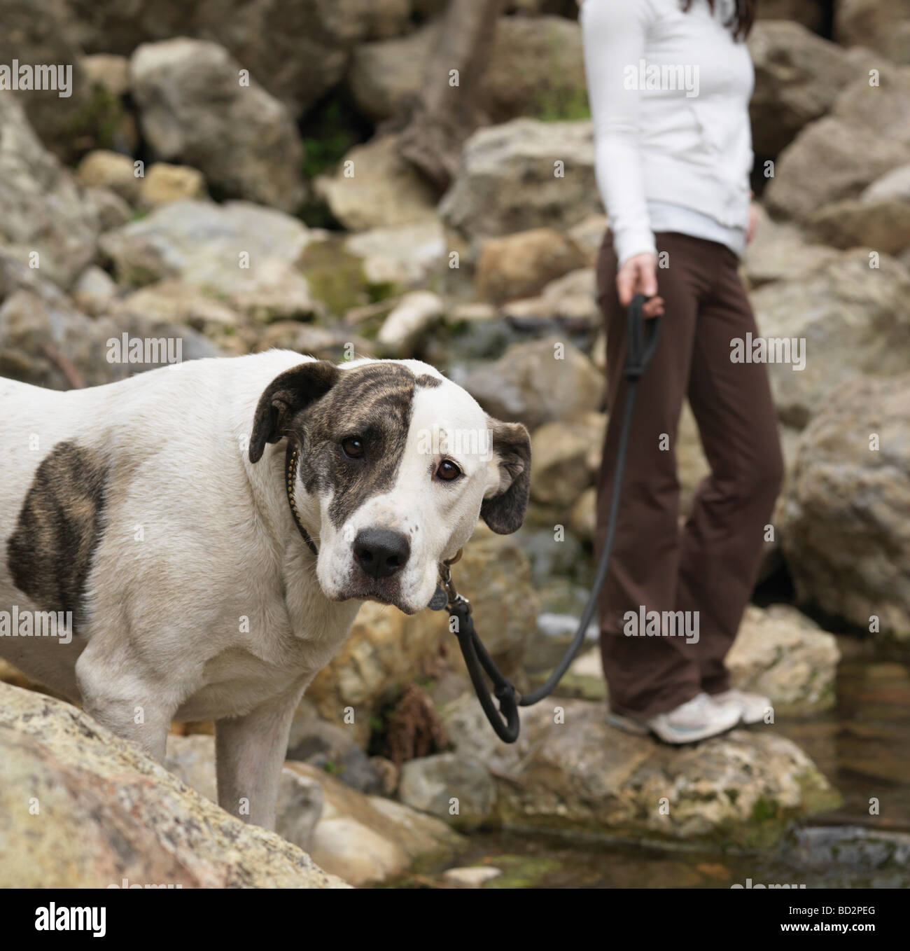 Dog looking into camera hi-res stock photography and images - Alamy