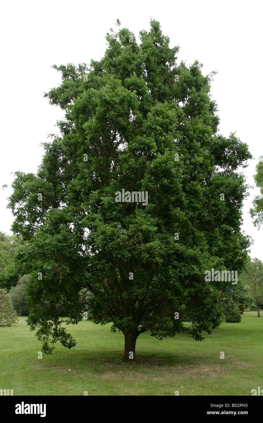 Quercus Robur Fastigiata Leaf