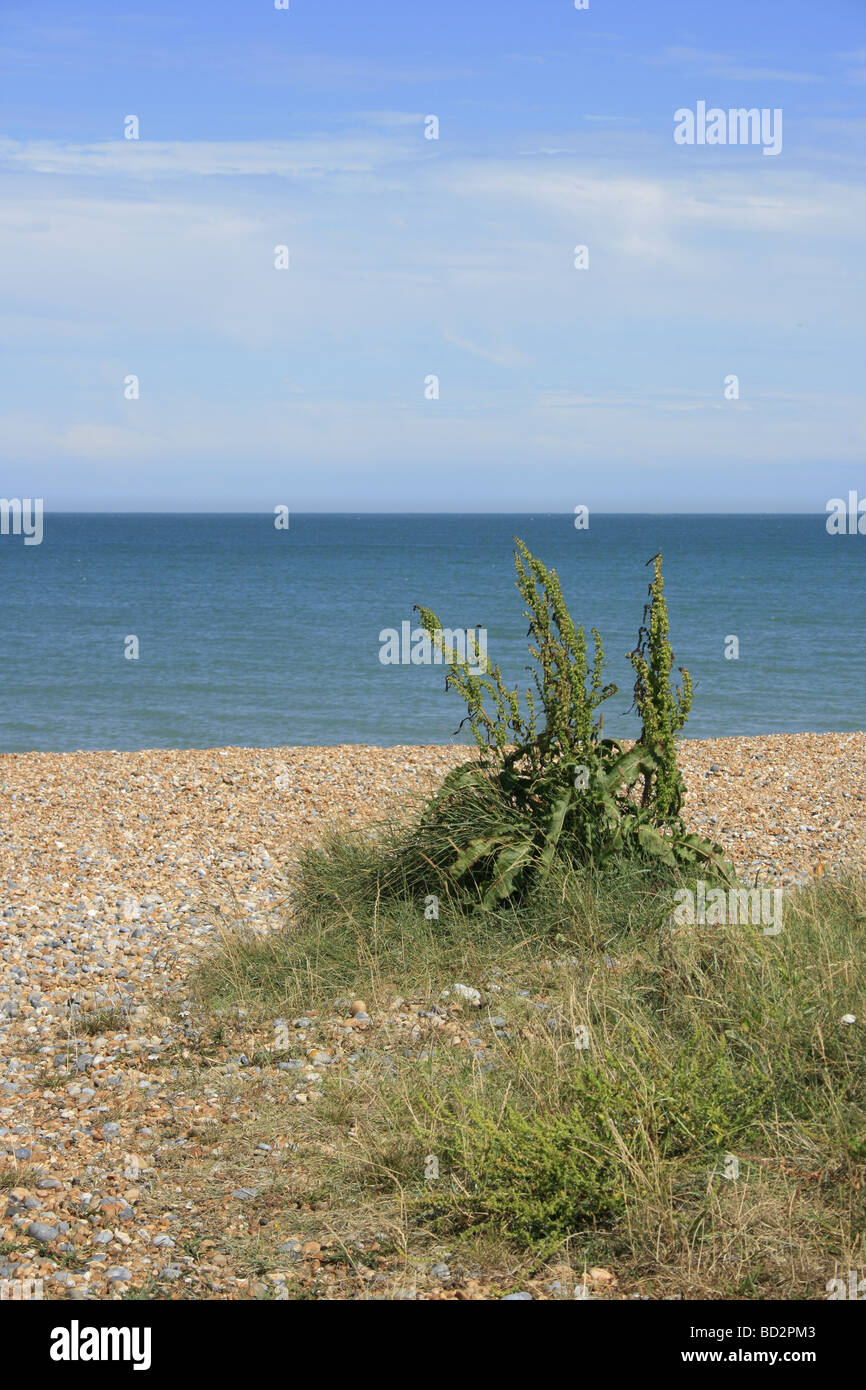 The pebble beach at Deal, Kent Stock Photo - Alamy
