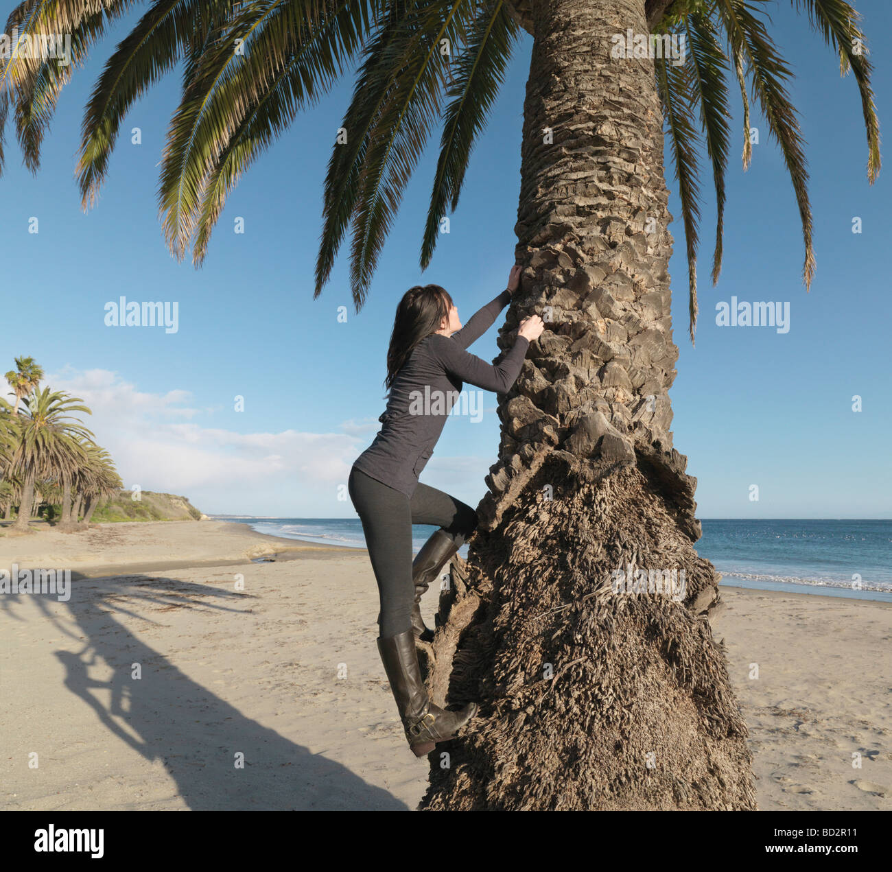 Woman climbing palm tree on beach Stock Photo - Alamy