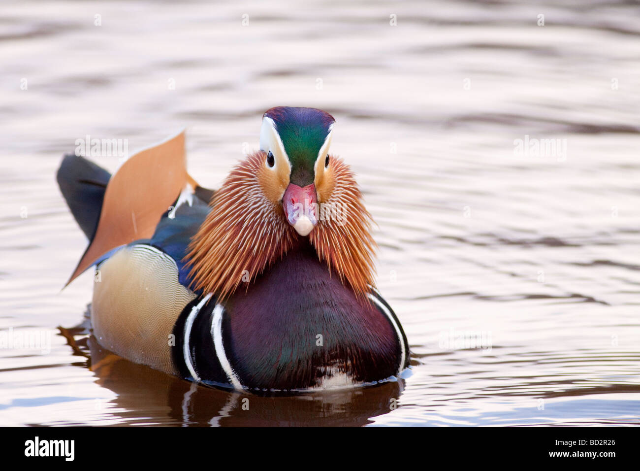 Pictures alamy forest hi-res stock photography and images - Alamy