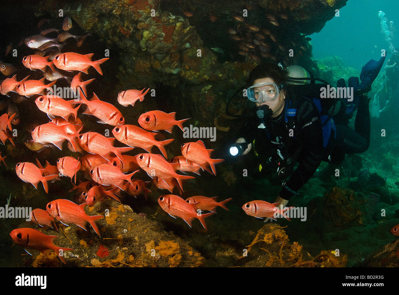 diver and soldier fish Stock Photo - Alamy