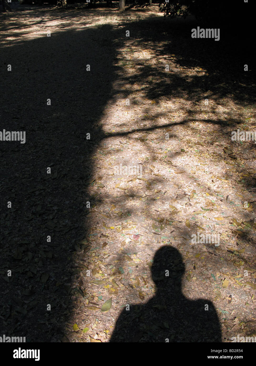 man's shadow on footpath in woods Stock Photo - Alamy