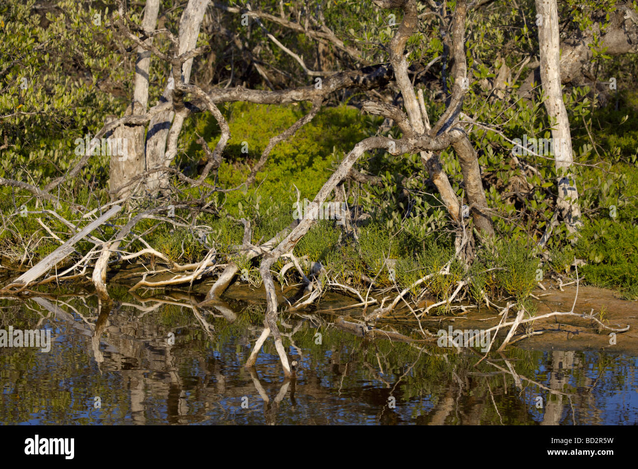 Mangrove swamp on Holbox Island, Quintana Roo, Yucatán Peninsula ...