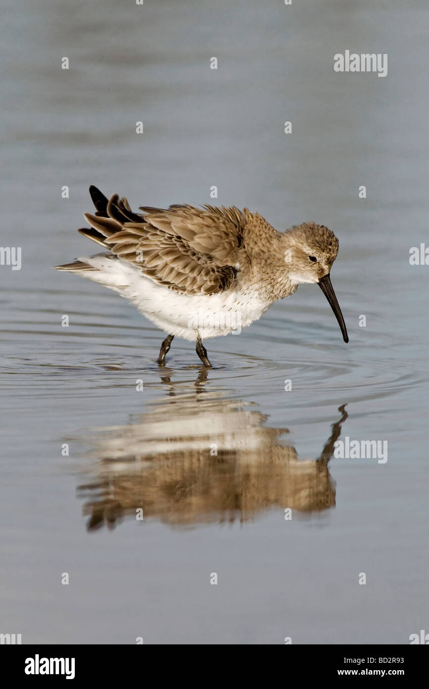Adult breeding plumage dunlin hi-res stock photography and images - Alamy