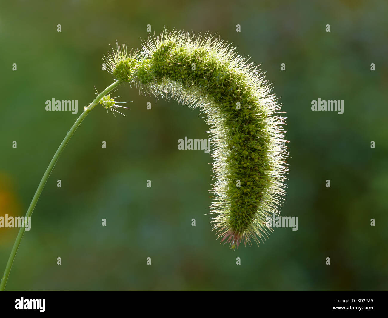 Setaria viridis, or green bristle grass inflorescence Stock Photo - Alamy