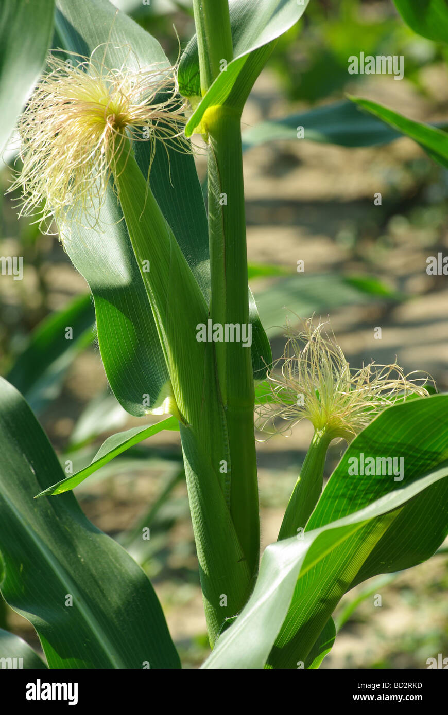 Maize Flower High Resolution Stock Photography and Images - Alamy