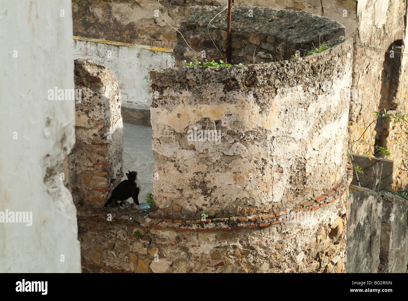 Cat on the old city wall Tangier Morocco Stock Photo - Alamy
