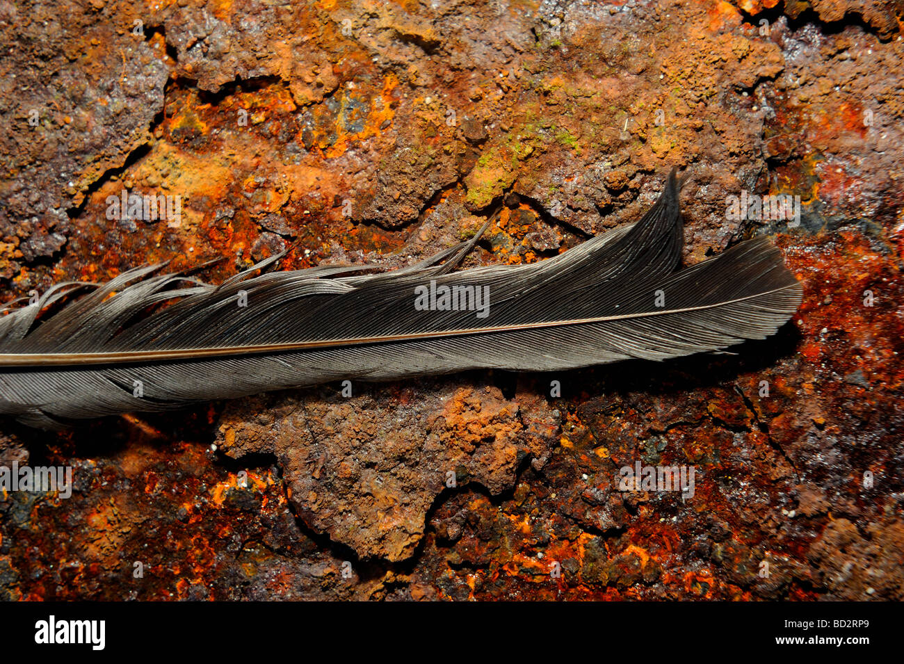 Featherlet hi-res stock photography and images - Alamy