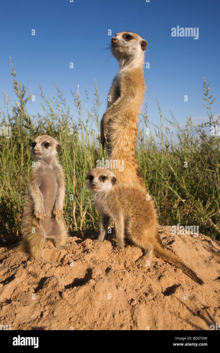 Meerkat with young Suricatta suricata Kalahari Meerkat Project Van ...
