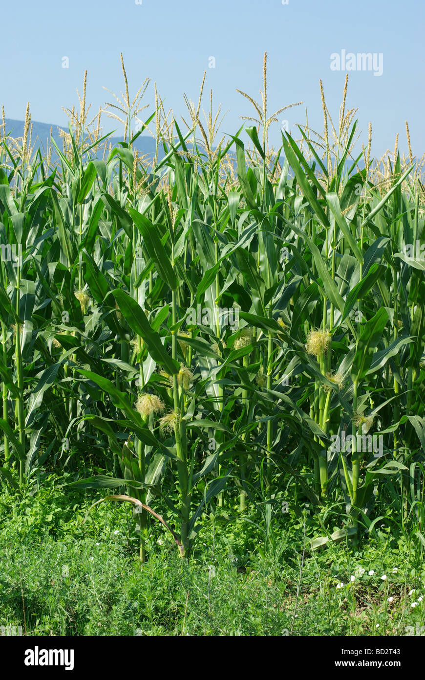 Corn crop hi-res stock photography and images - Alamy