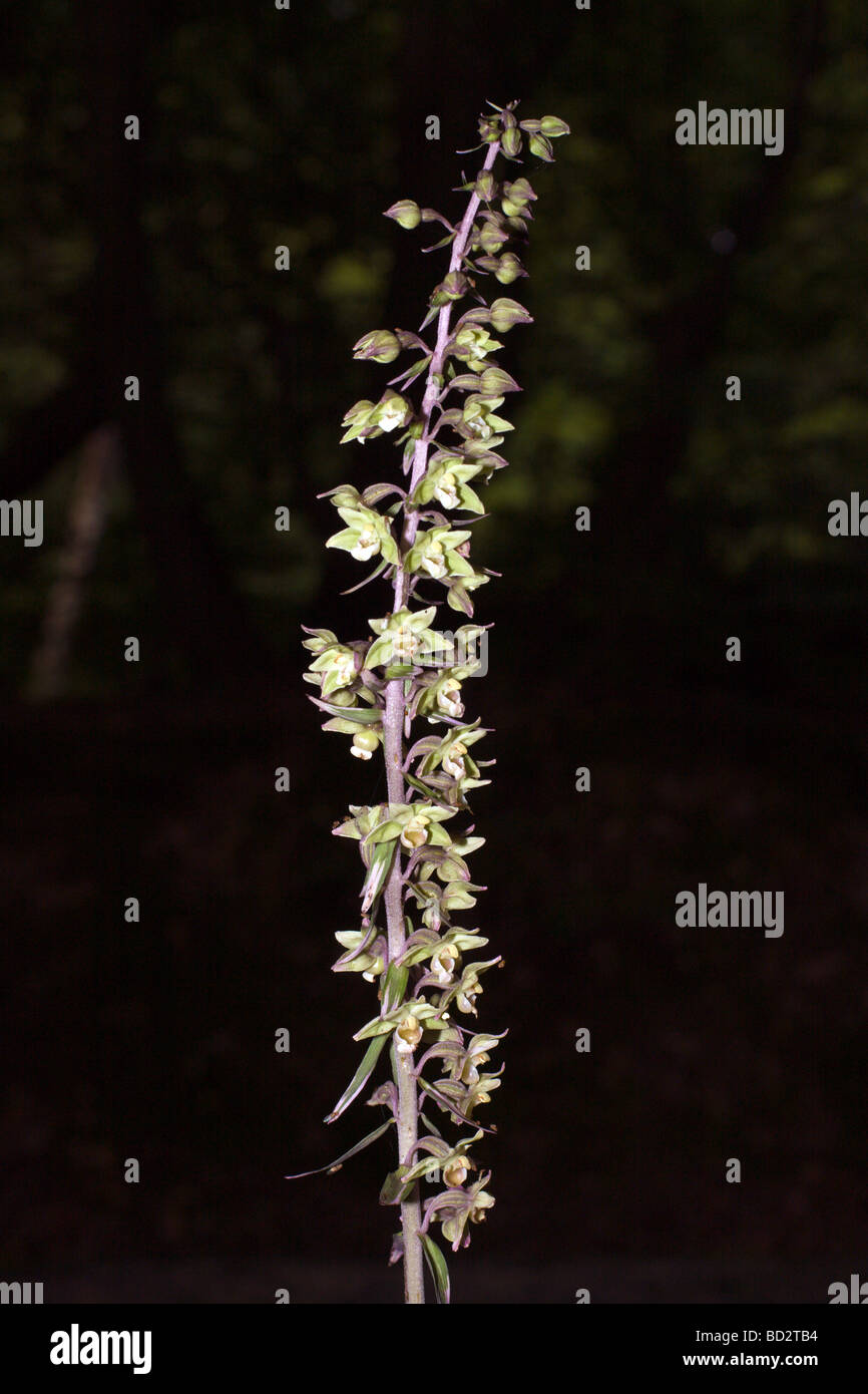 Violet helleborine hi-res stock photography and images - Alamy