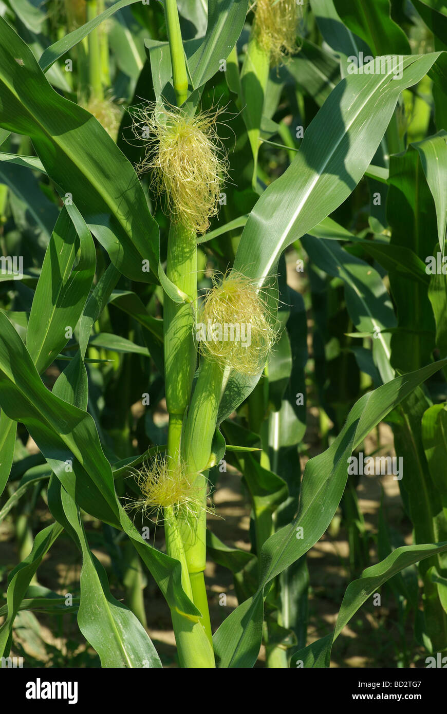 Corn crop hi-res stock photography and images - Alamy