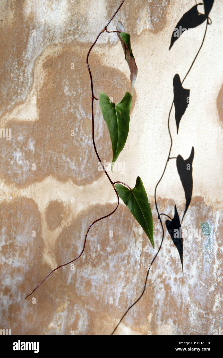 many green heart shape leaves shadow on wall in countryside Stock Photo ...