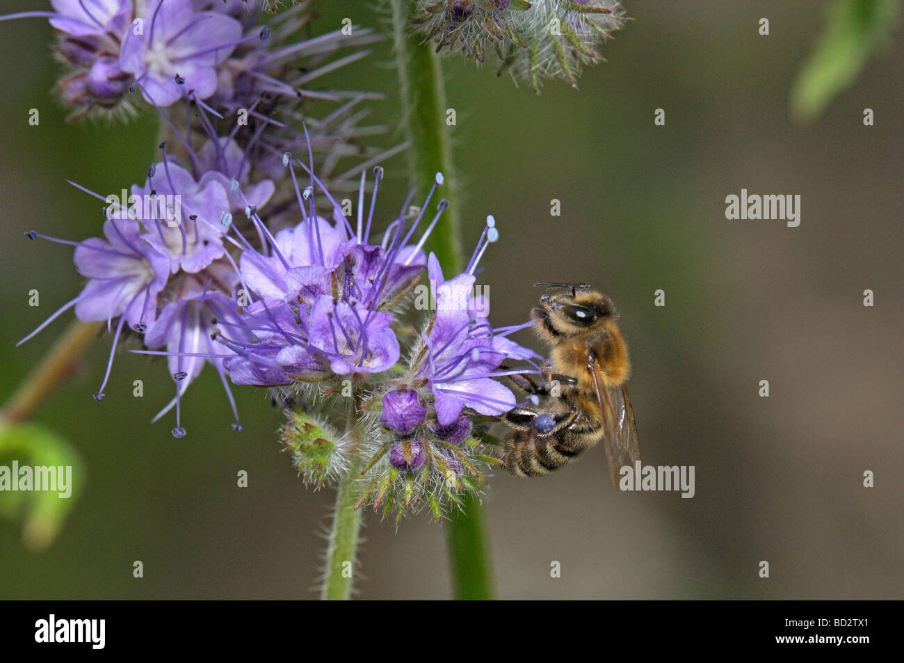 Lacy Phacelia (Phacelia tanacetifolia), flowers with Honey Bee Stock ...