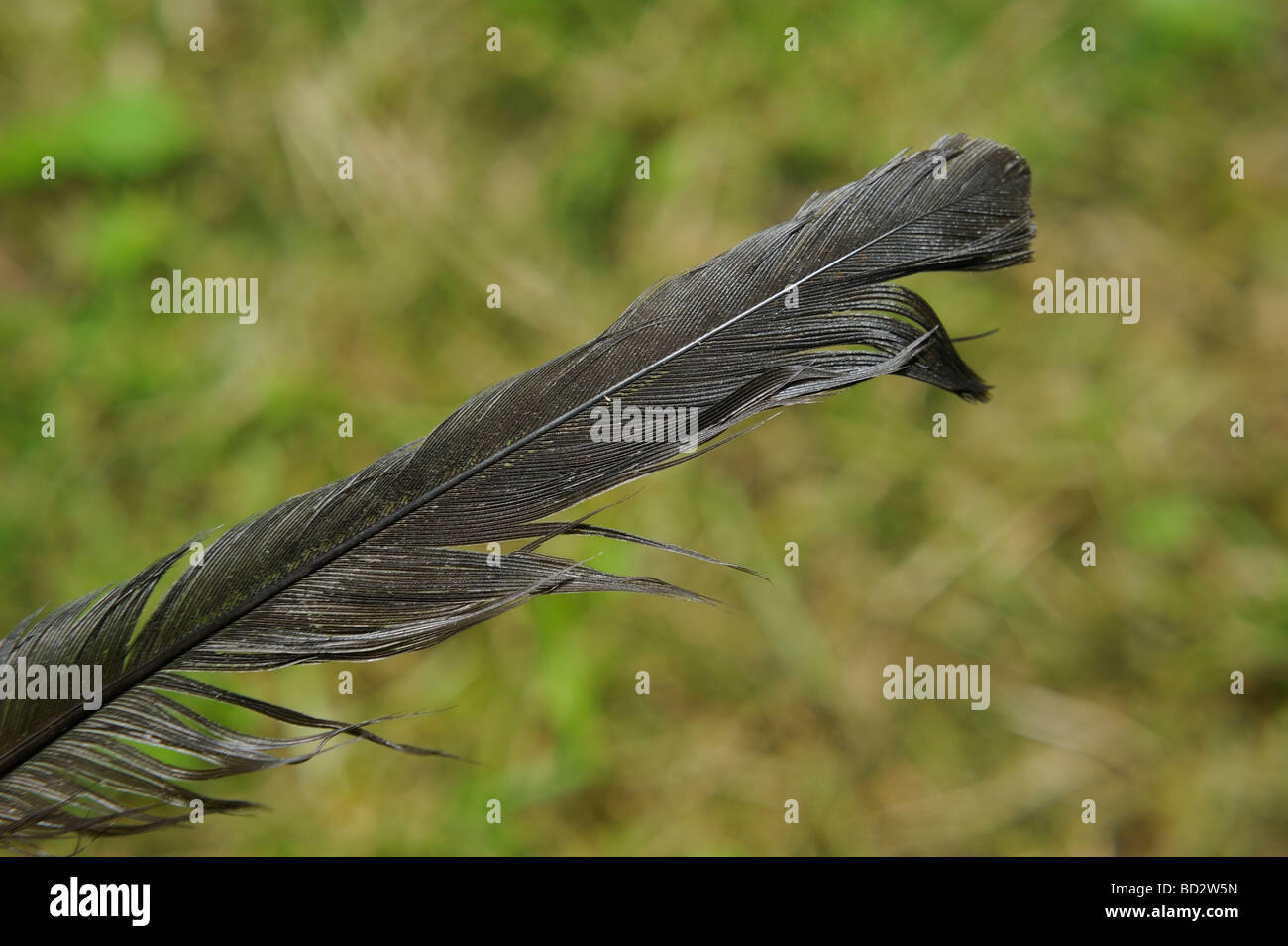 Feather in needles forest Stock Photo - Alamy