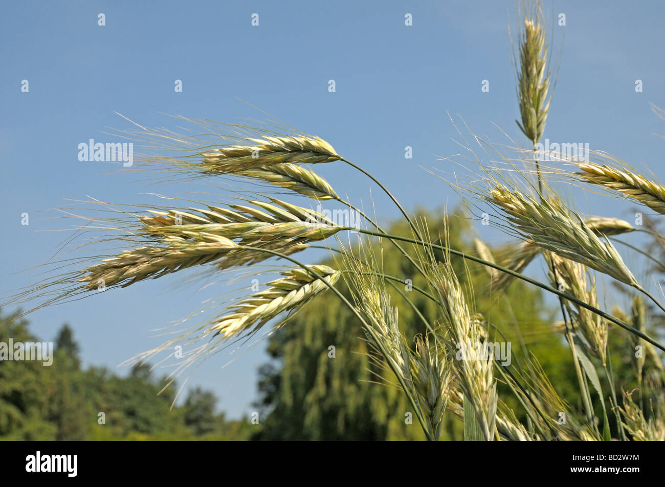 Triticum poaceae hi-res stock photography and images - Alamy