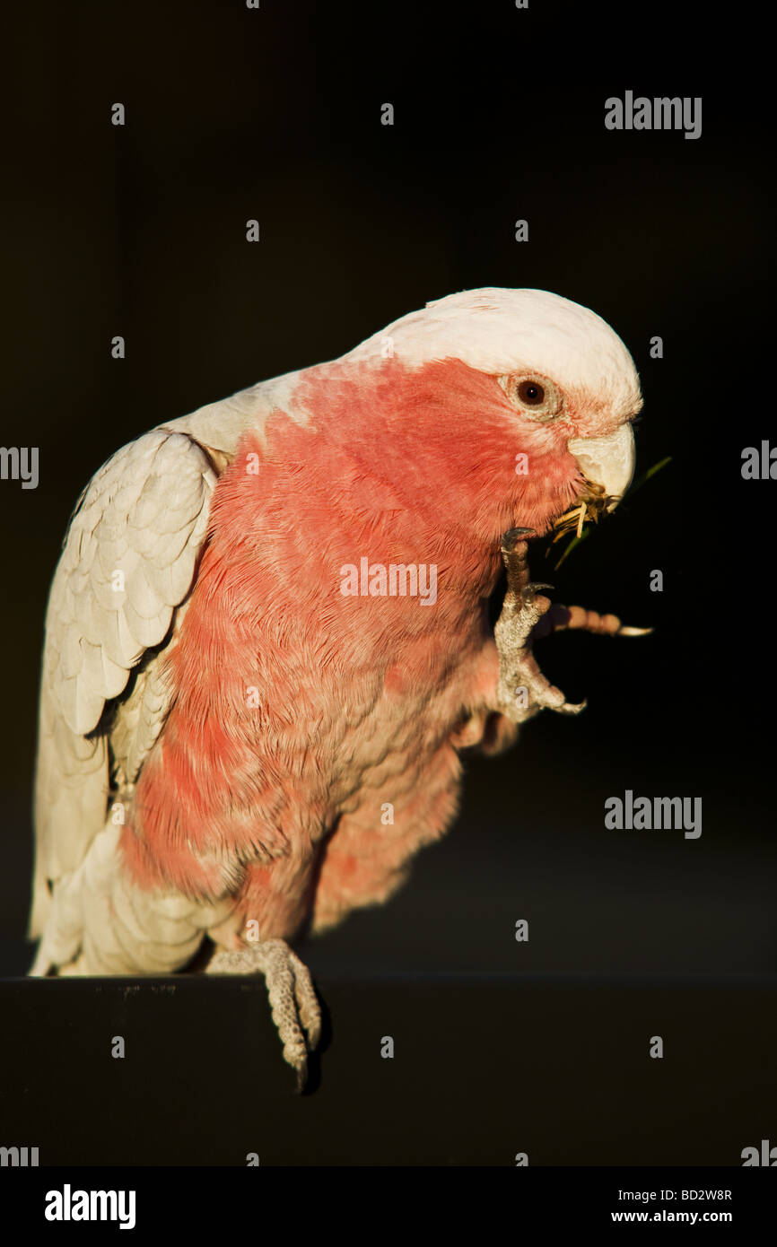 Galah australian bird native hi-res stock photography and images - Alamy