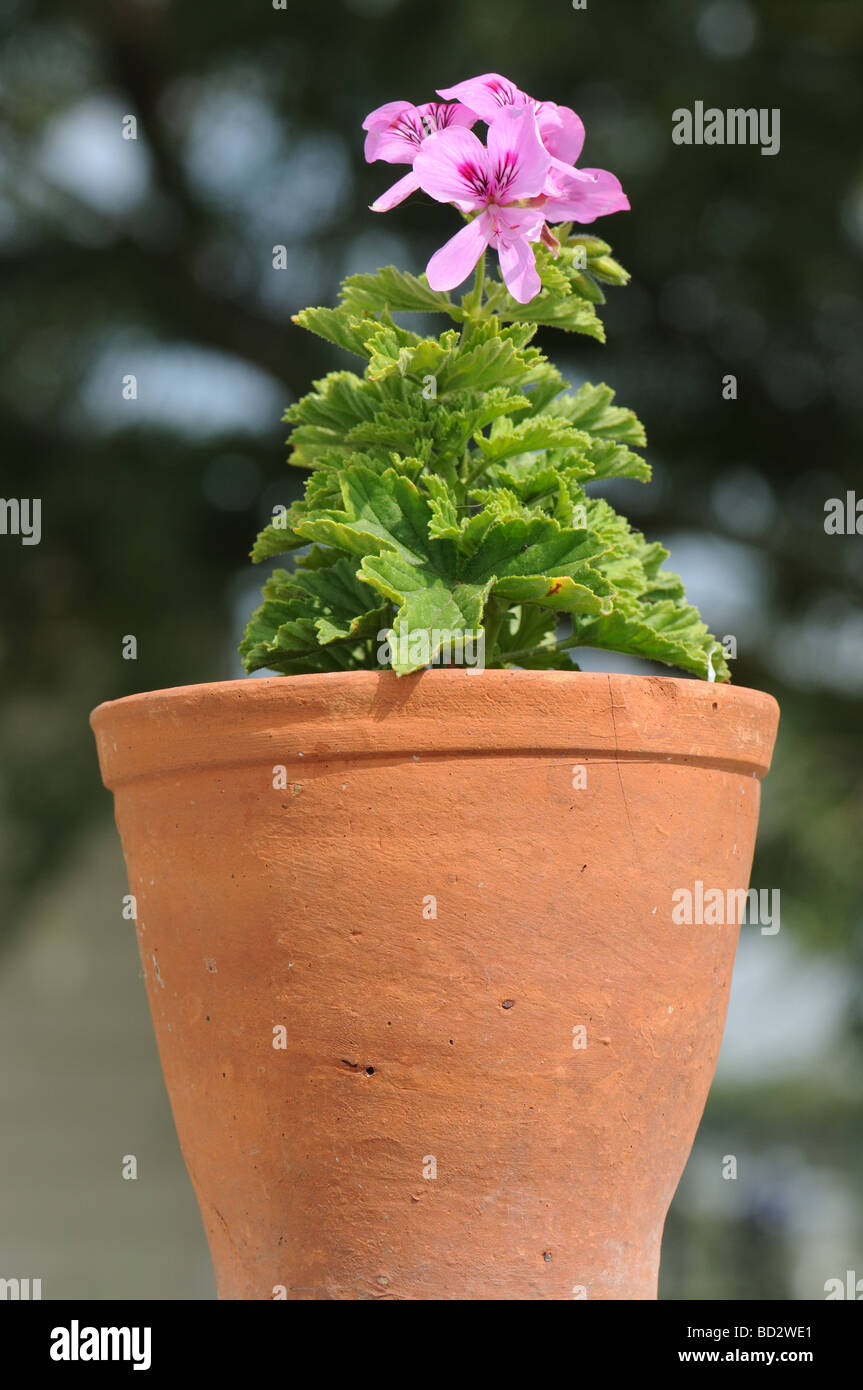 Orange geranium hi-res stock photography and images - Alamy