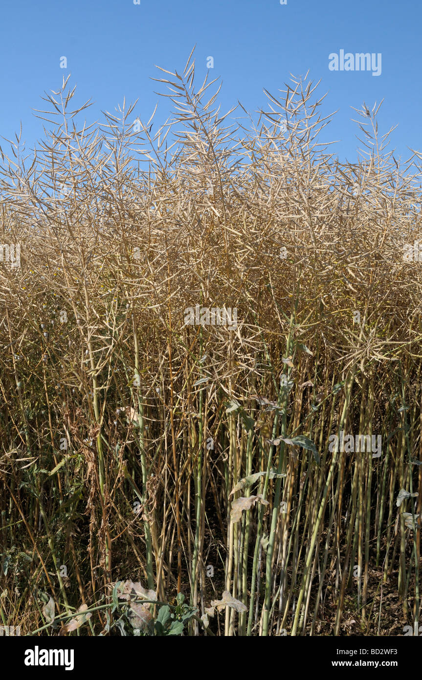 Rape Oilseed Rape (Brassica napus), plants ready for harvesting Stock ...