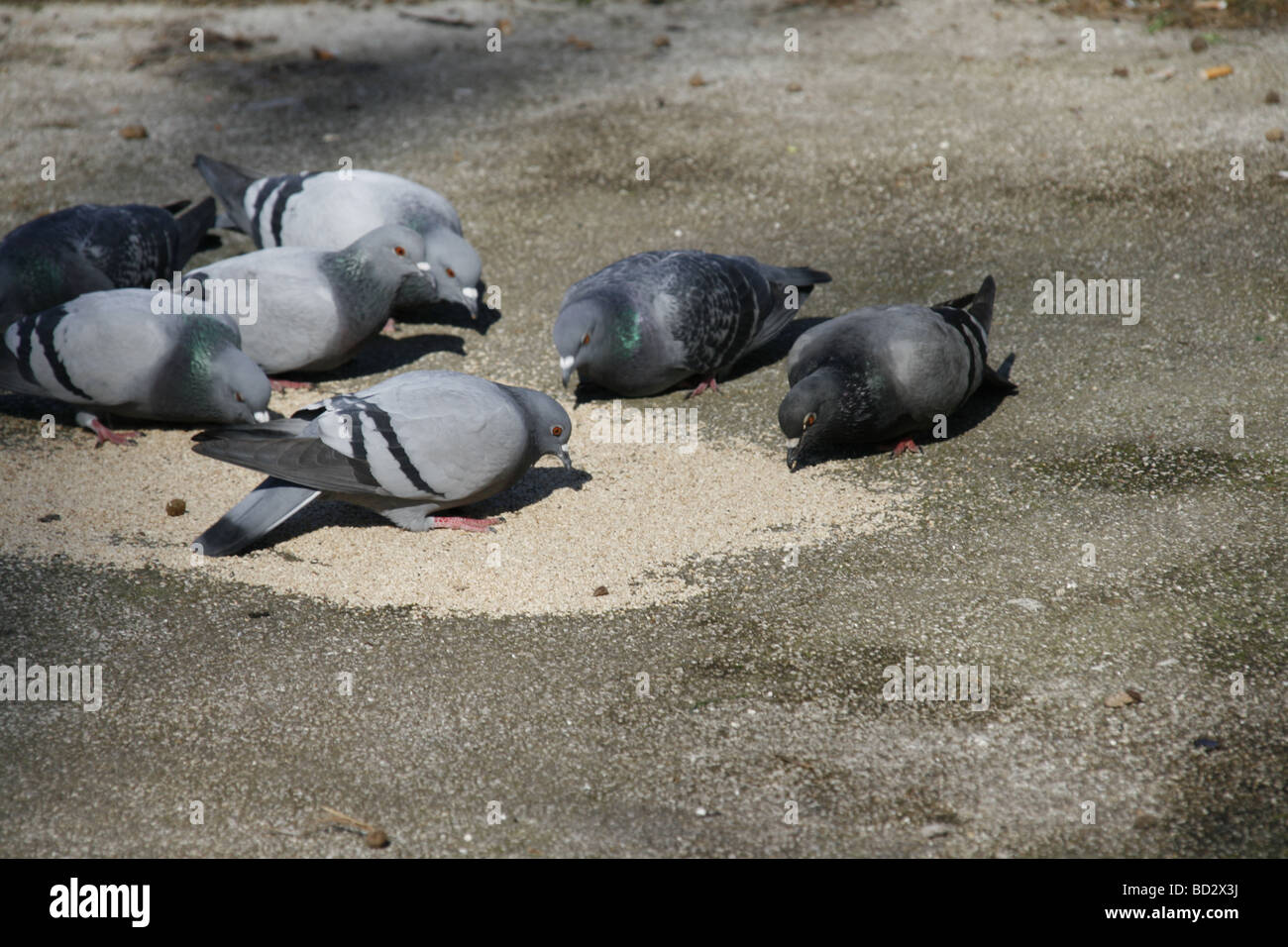 many pigeons eating grain on floor in park Stock Photo - Alamy