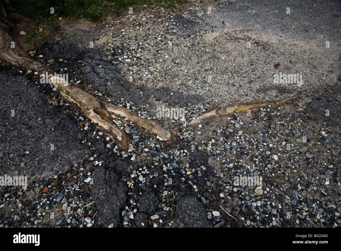 Under soil tree roots hi-res stock photography and images - Alamy