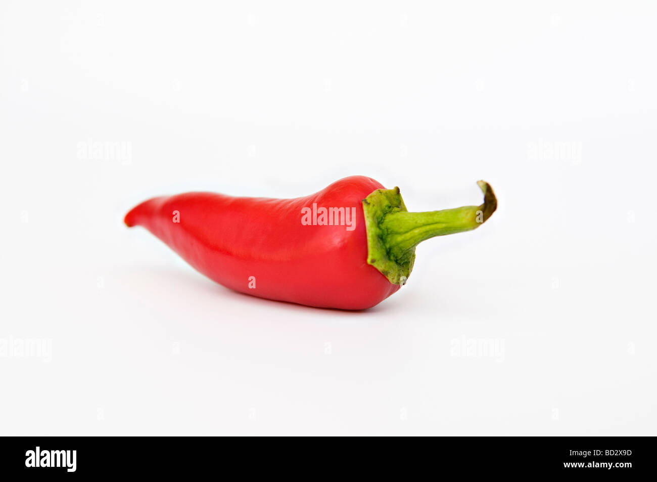 Studio shot of single red chilli standing up taken against a white ...