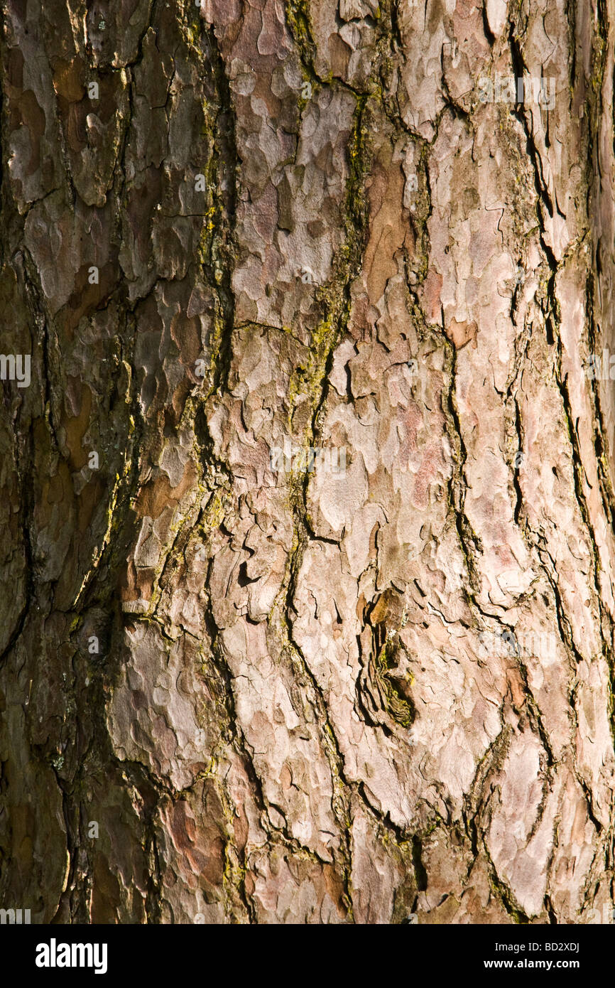 Scots pine tree britain hi-res stock photography and images - Alamy