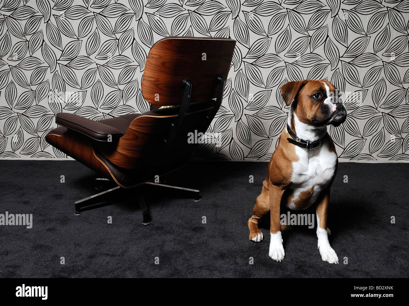 Dog seating in front of a chair Stock Photo - Alamy