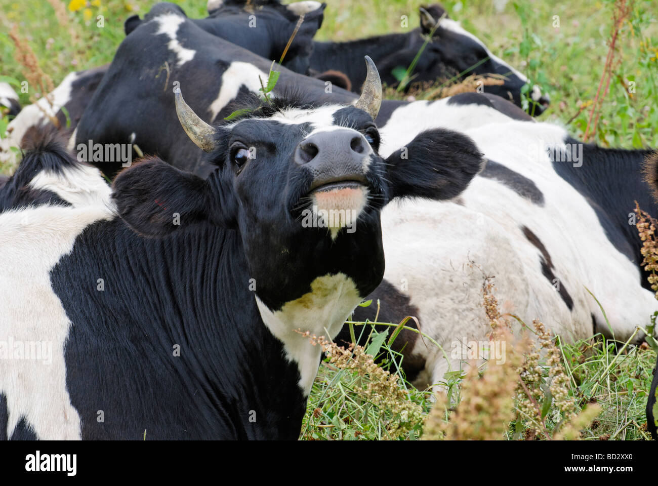 Cow breeding hi-res stock photography and images - Alamy