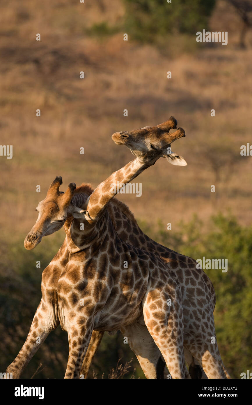 Giraffe neck fight hi-res stock photography and images - Alamy