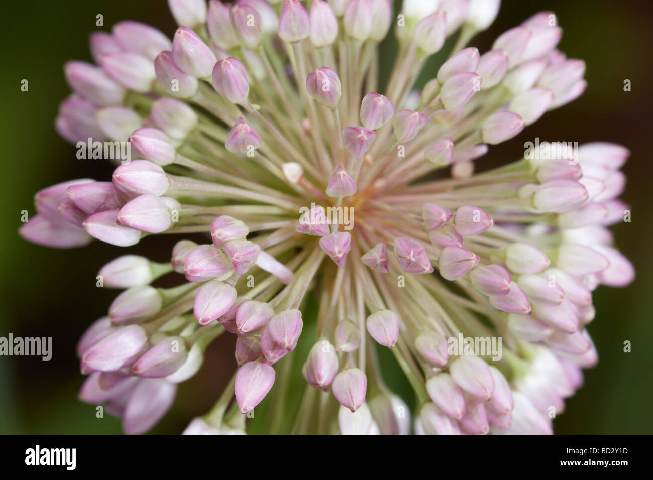 Allium nutans, or Ornamental Onion flower head close up Stock Photo - Alamy